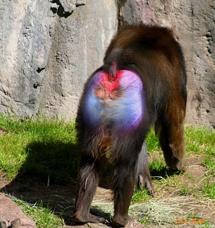 What Is Your Butt Shape what-is-your-butt-shape
