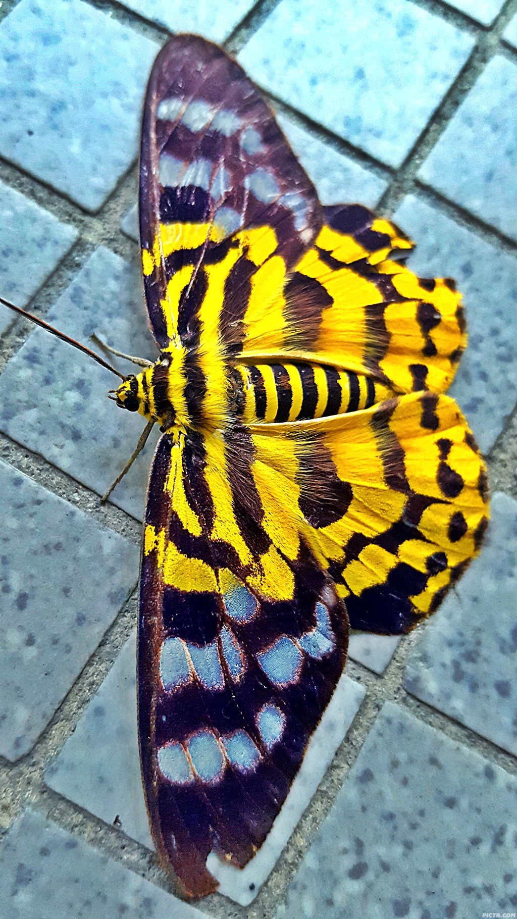 Bumble Bee butterfly