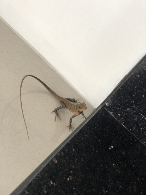 Monitor Lizard Curry to let go