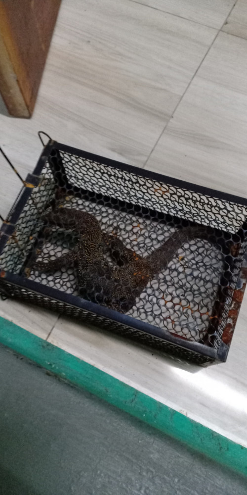 Monitor Lizard Curry to let go