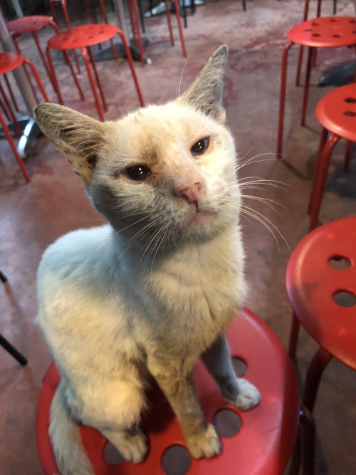 Buat muka kesian konon