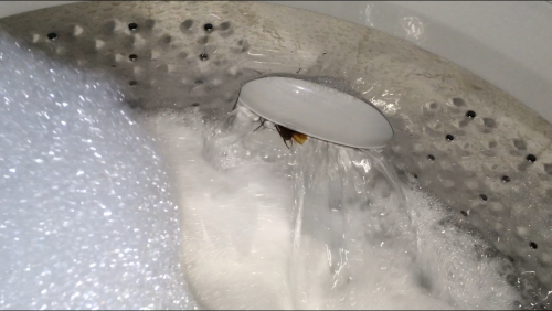 Cockroach trapped inside my mate’s washing machine