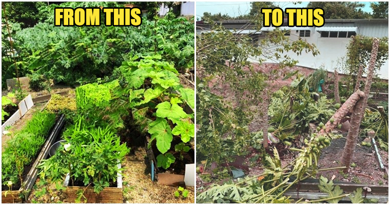 Uncle's beautiful garden destroyed