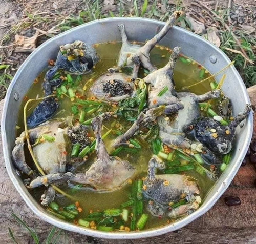 Tonight dinner, makan katak