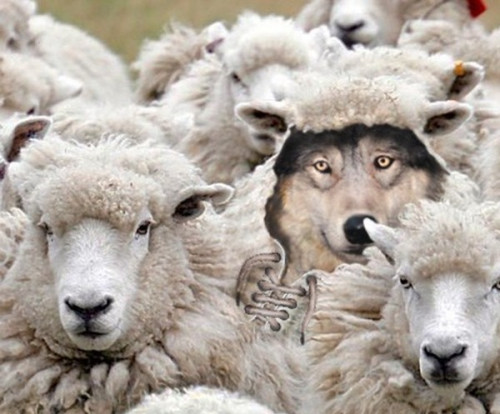 sheep wolf - Pictr.com