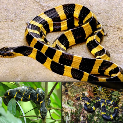 Can we bela this black snake?