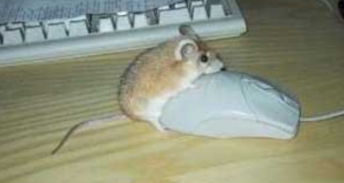 Funny mouse picture a real mouse trying to mate with a computer mouse ...