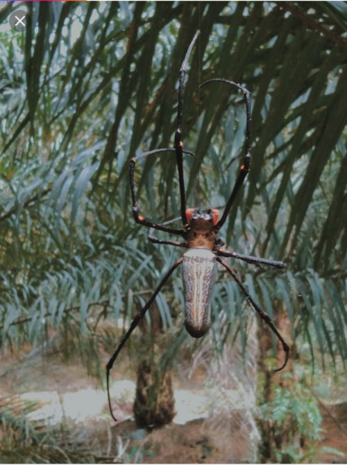 Where Do Labah Labah Lutong Go?