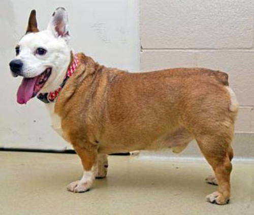 The shape-shifting dog