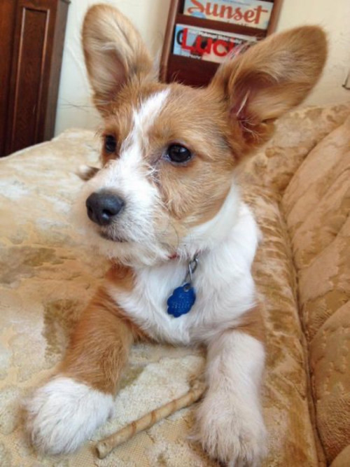 The shape-shifting dog