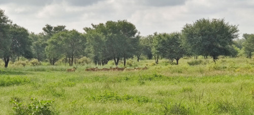 India imports cheetah from Africa