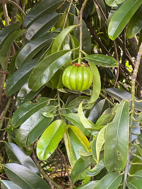 What is this fruit