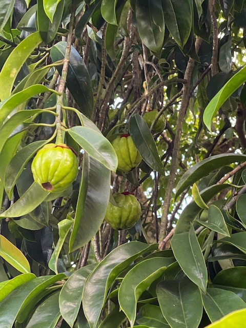 What is this fruit