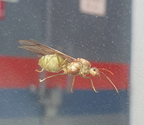 Big ass ant on my car