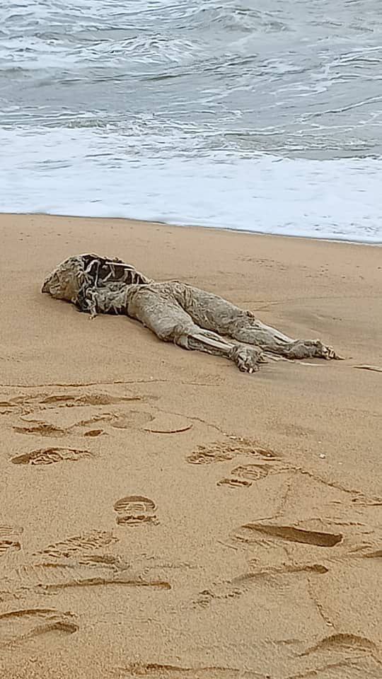 Headless Corpse Washed Up on Beach