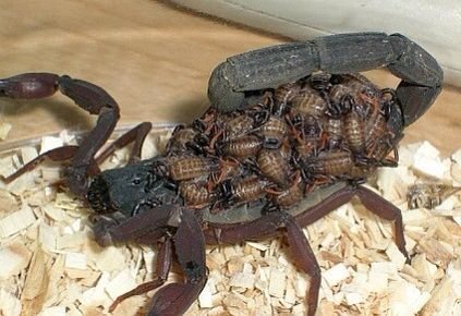 Have you ever seen a scorpion poop?
