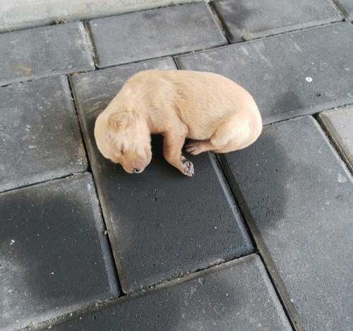 KNNCB. Sons of Biatches.