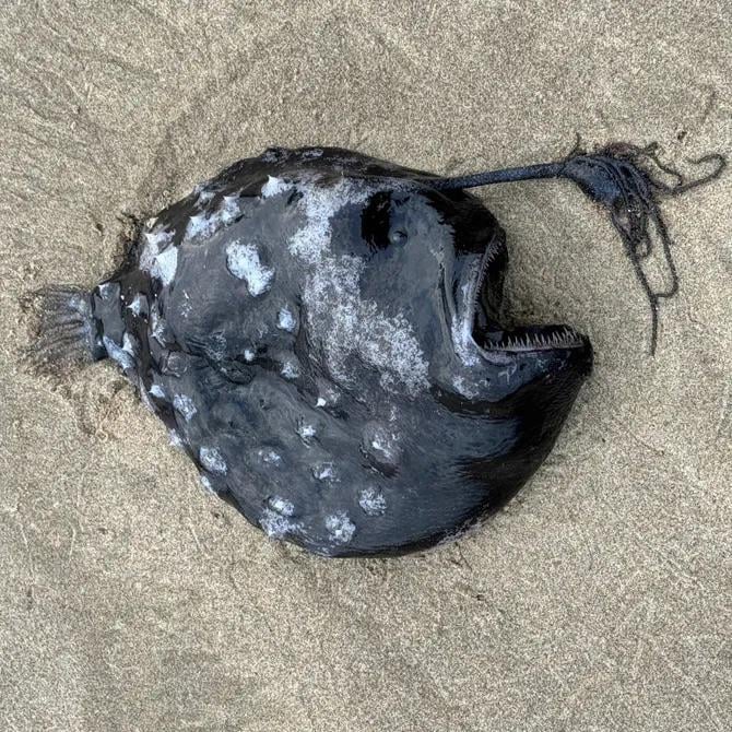 Why deep sea fish wash up at beach?