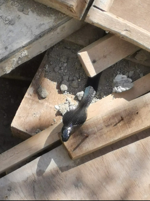 ular katam tebu is more dangerous than cobra